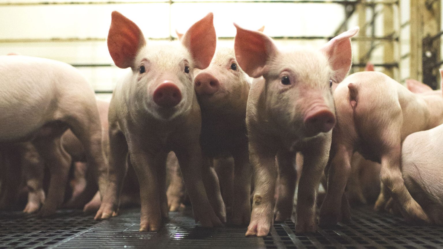 Benefits of Micro-Aid® in High-Soybean Meal Nursery Pig Diets | DPI Global