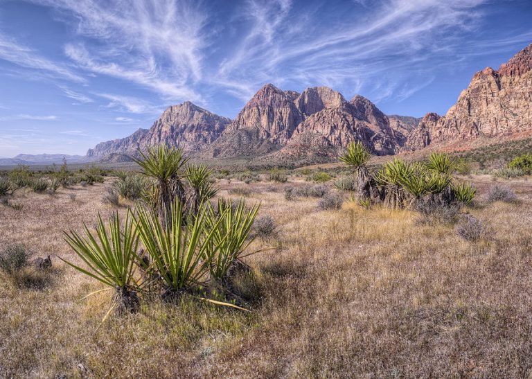 From Nature to Innovation: The Many Uses of Yucca Schidigera in Everyday Life | DPI Global
