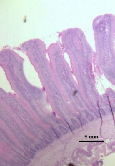 The Cost of Heat Stress in Pigs | DPI Global